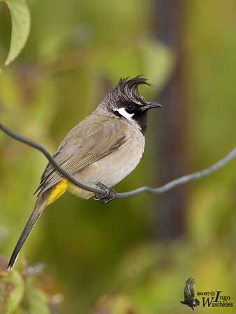 The Himalayan Bulbul and the Irony of Preaching After Privilege | by ...