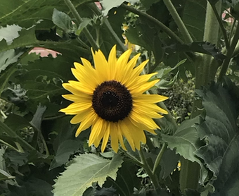 Algorithms 101: Can Place Flowers in JavaScript | by Joan Indiana ...