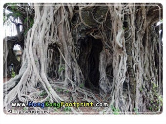 【Hong Kong Travel】Kam Tin Tree House — A novel landscape where ...