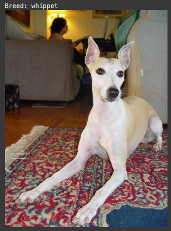 GitHub - diegulio/pytorch-breed-classification: PyTorch Lightning Image Classification Benchmark ...