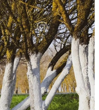 Whitewash Your Trees. Whitewashing Trees and Other Things | by Linda ...