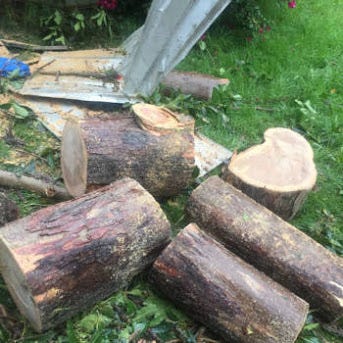 Tree Stump Removal in Sydney: Essential Factors to Consider | by Sydney ...