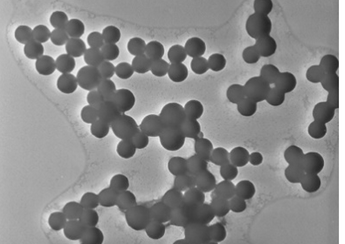 What are novel uses of Polymerics nanopesticides? - Fdahcyr - Medium