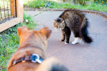From Predatory Stares to Social Mirrors: The Evolution of the Gaze from ...