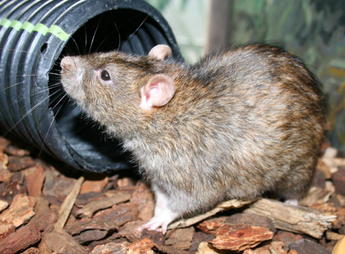 Call the best rat and Squirrel Removal Atlanta Experts to avoid ...
