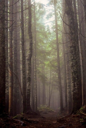 Echo of the Trees. Sermon on the stump… | by Don Dupay | Medium