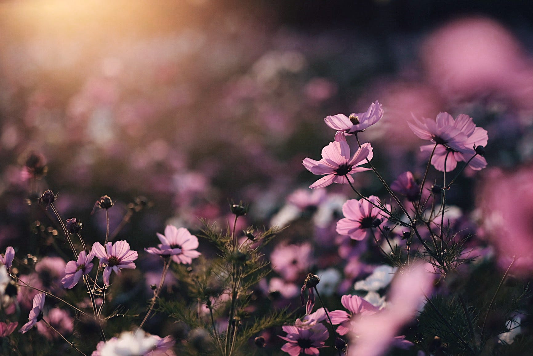 Flower Tumblr Pictures