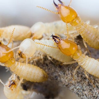 Termite Treatment in Blue Mountains - Falls Pest Control - Medium