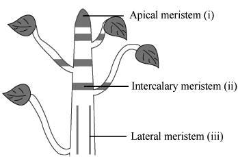 Meristem Examples