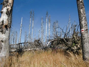 Trees Get Sick Too | by All Clear Tree Service | Medium