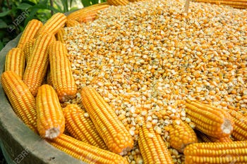 Malawi’s Maize Maze: Understanding Malawi’s Intricate Maize Supply ...