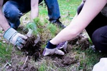 Are Your Ready To Plant Some Trees? | by All Clear Tree Service | Medium