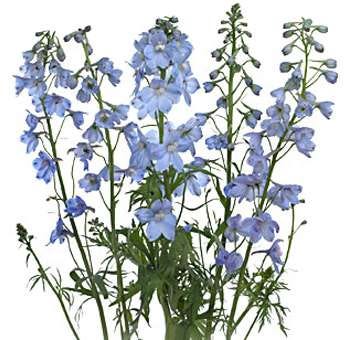Here’s Why You Must Choose Delphinium Flower For Your Wedding Décor ...