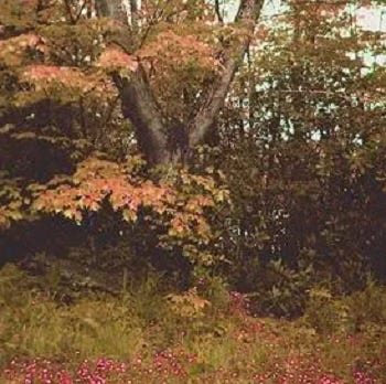 The NDE/Realms & More — Part 1. The NDE I would like to begin by… | by ...