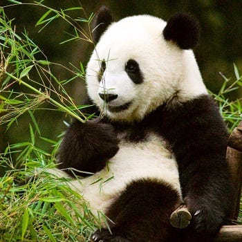 An introduction to Pandas and its capabilities | by Saravana Nukala ...