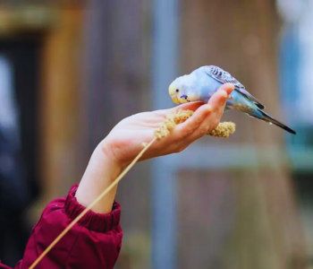 How To Build Trust On Your Birds ? | by Petsdaddyonline | Medium