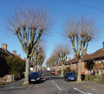 Pollarding Lime Trees. A pollard is the operation of forming a… | by Arboriculture Services | Medium