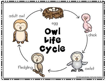 OWL Component Lifecycle: An Advanced Deep Dive for Odoo Developers Who ...