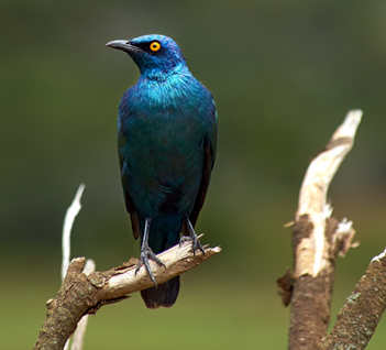 You’ve Never Seen A Blue Feather. Would you check out this stunner ...