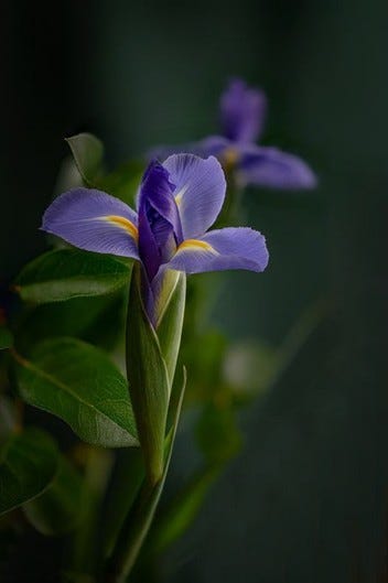 Recognizing the Familiar. By Michael Erlewine | by Michael Erlewine ...