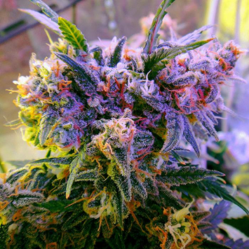 Northern Lights Kush Strain