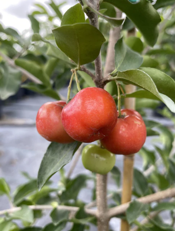 How To Grow Barbados Cherry?. The Barbados cherry, also known as the… | by Everglades Farm | Medium