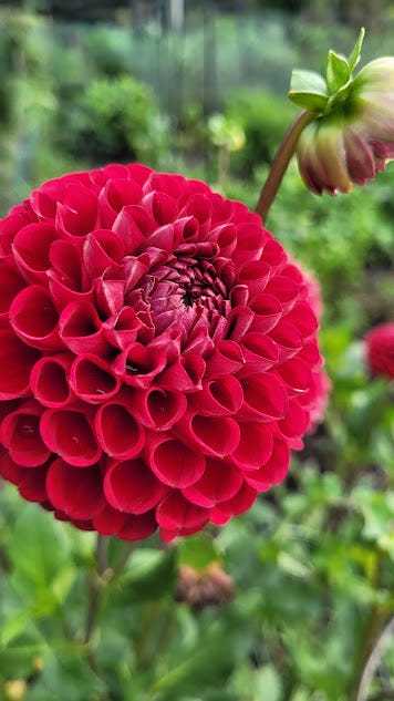 About Becoming. may I never arrive | by Rachel A | Know Thyself, Heal Thyself | Sep, 2024 | Medium