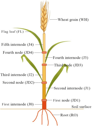 The Barley Nodes: Economic Importance, Uses, and By-Products | by ...