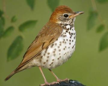 The Darkling Thrush. I came across this poem in my English… | by ...