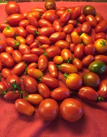 The Tomato King. Part 1 of a 3 part series | by Peter Sassi | Medium