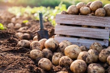 What’s in the kitchen? : Part 4. Potato is my favorite vegetable. In ...