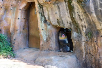 Dr. Mike. The Monkey Pit | by Mypen Soul Writes | Medium