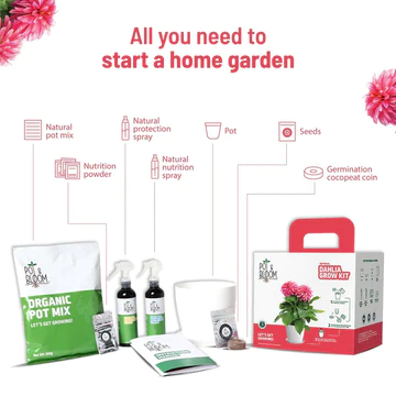 Blossom Your Garden with Flower Kits from Pot & Bloom - Pot and Bloom ...