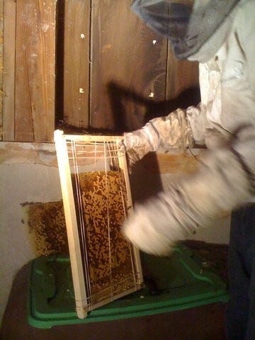 Complete Guide to Honey Bee Colony Removal Santa Rosa | by Bee Conscious Removals | Jun, 2023 ...