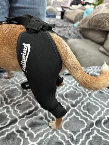 Identifying the Perfect Dog Leg Brace | by Luis | Jul, 2024 | Medium