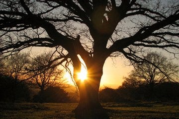 Are free images really free?. Each day search engines respond to… | by ...