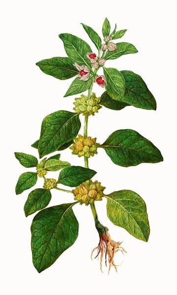 ASHWAGANDHA. AN AYURVEDIC SUPER HERB FOR MODERN… | by Ayurwell 24 | Feb ...