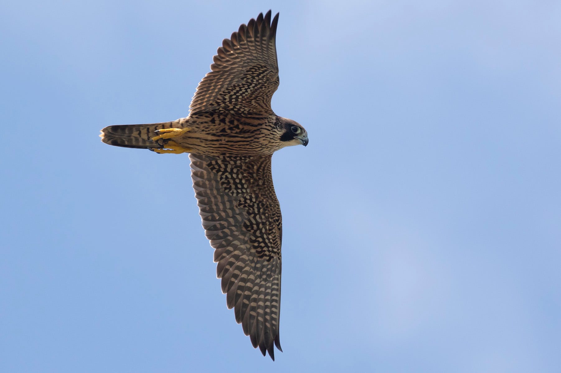 Peregrine Falcon In Flight