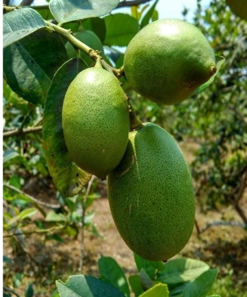 How a lemon got us together. I come from a state called Assam in… | by ...