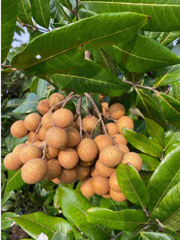 LONGAN GROWING IN THE FLORIDA HOME LANDSCAPE | by Everglades Farm | Medium