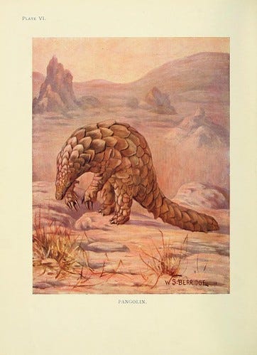 A Pangolin Story: Hope Against the Odds | by Christine Elizabeth Webb ...