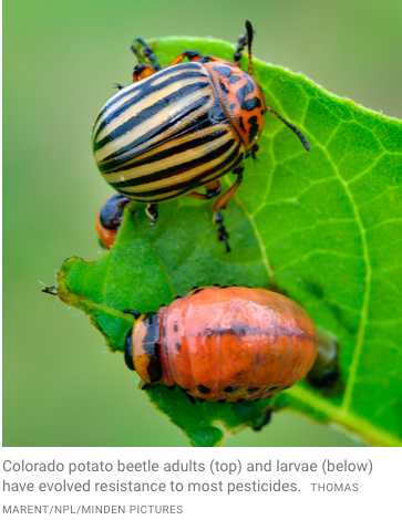 RNA-based Pesticides. AAAS: “The Perfect Pesticide?” Colorado… | by S ...