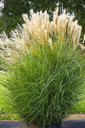 Beauty of Maiden Grass: Your Ultimate Guide Maiden grass, also known as ...