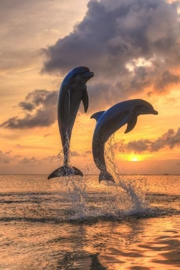 The world of dolphine. Re terrific creatures regarded for… | by ...