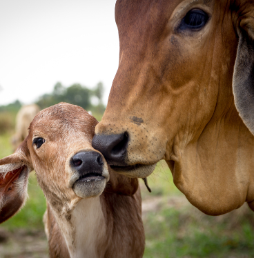 INDIGENOUS BREED DEVELOPMENT - Desaihimanshu - Medium