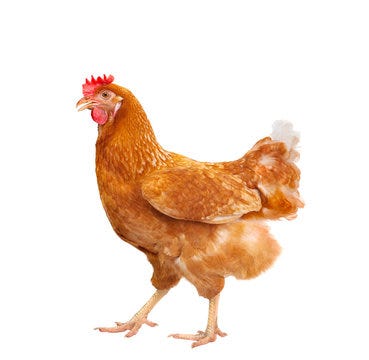Decoding Poultry Anatomy: How Many Legs Does a Chicken Really Have ...