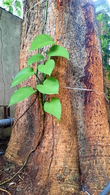 HIDDEN TRUTH: We’re all connected. We just don’t see it | by Garima Mishra | Medium