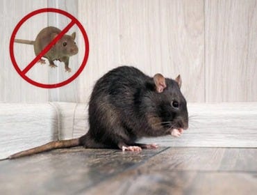 Rat & Rodent Control. Are uninvited rodents wreaking havoc in… | by ...