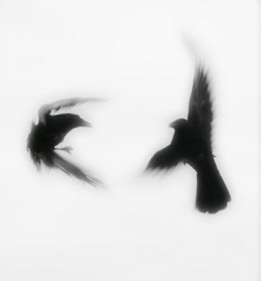 Penantang - Sagara - Medium