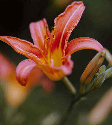Grow Red Yucca in Garden: Ultimate Guide - Plantsvila - Medium
